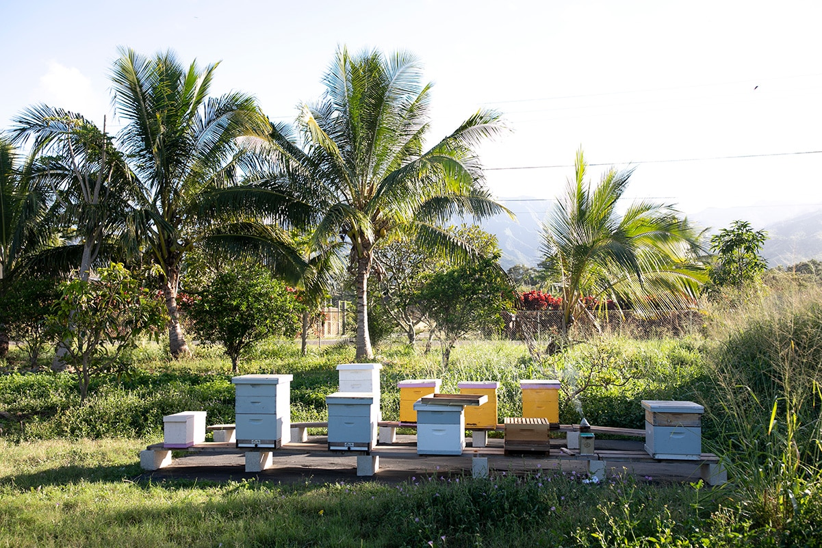 About Us - About our Bee Farm
